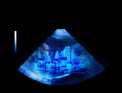 THE EMBRYO